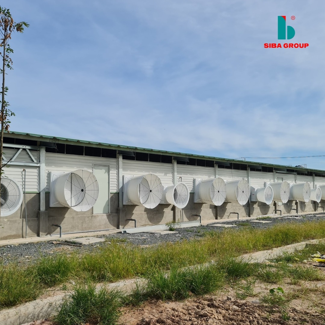 SIBA GROUP